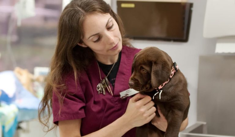 Nurse and Veterinary Technician Advanced Certificates